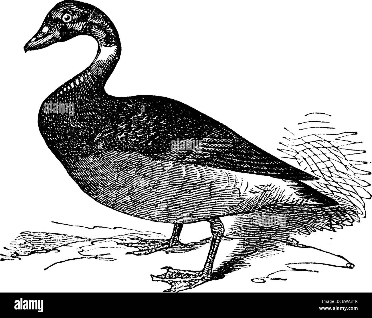 Bird illustration black goose Black and White Stock Photos & Images - Alamy