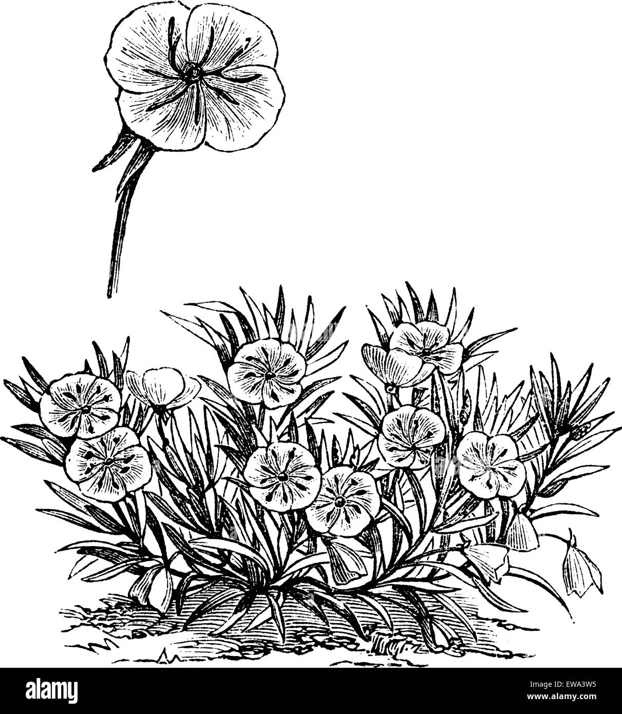 Ozark sundrop Cut Out Stock Images & Pictures - Alamy