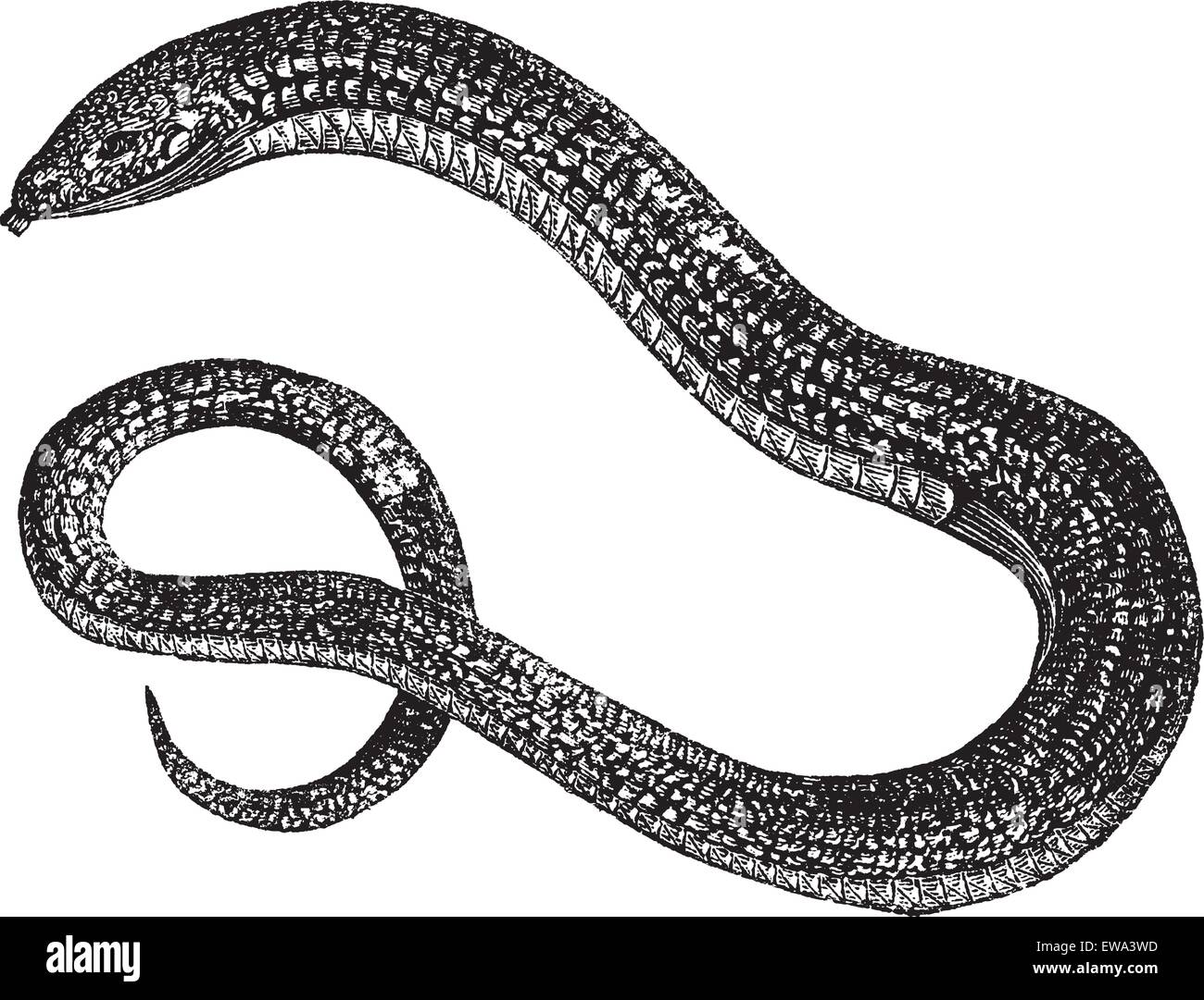 Eastern Glass Lizard or ophisaurus ventralis isolated on white, vintage ...