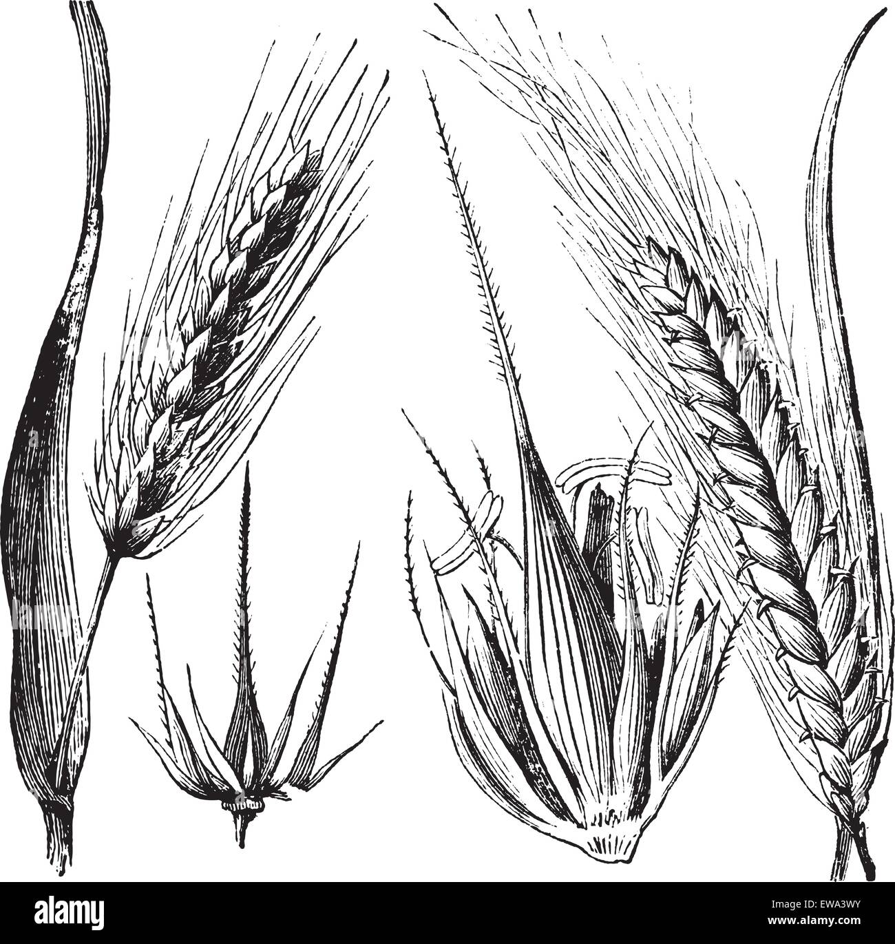 Hordeum Vulgare