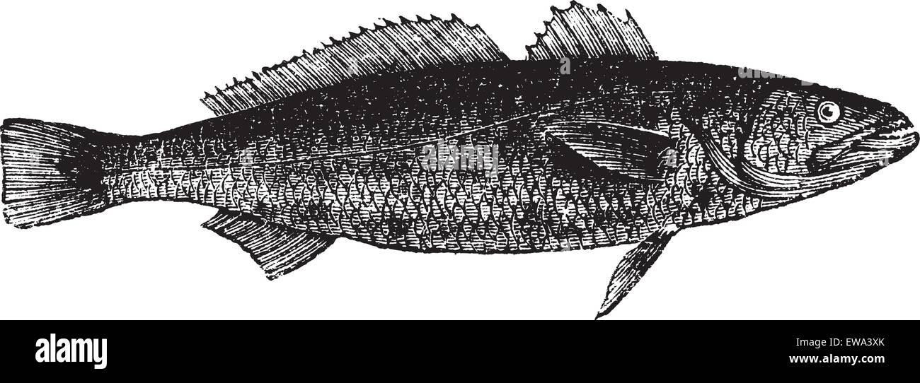 Croaker fish hi-res stock photography and images - Alamy