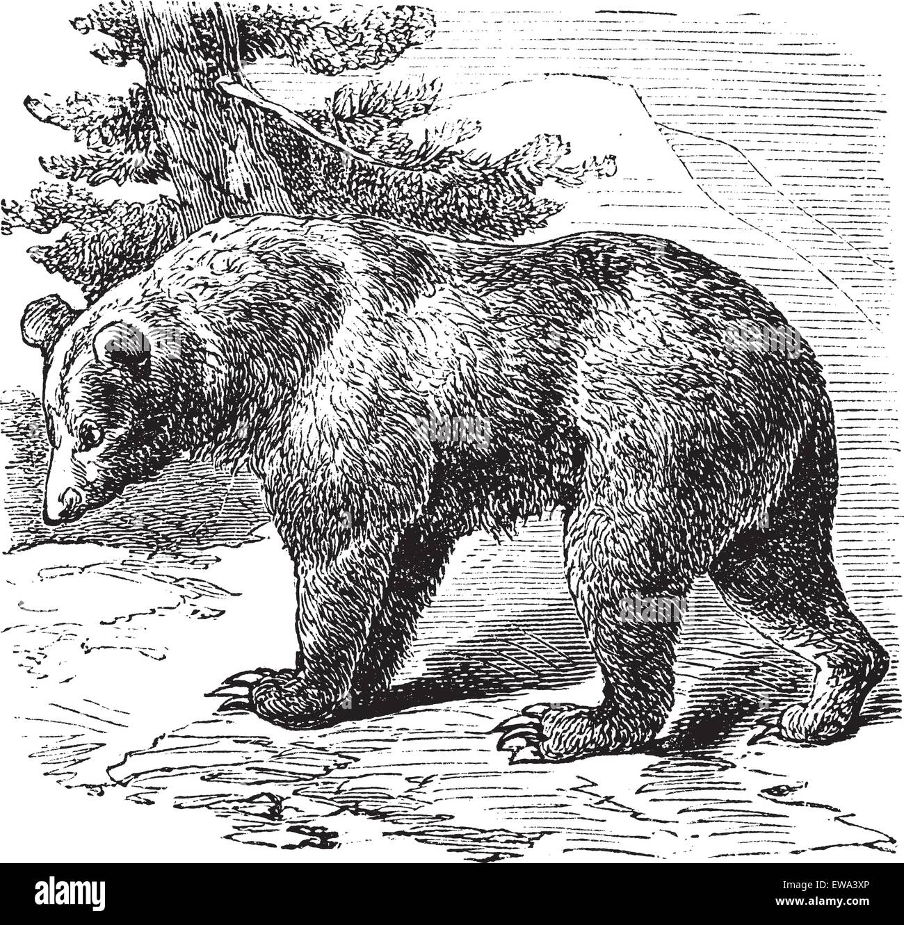Old ursus Stock Vector Images - Alamy