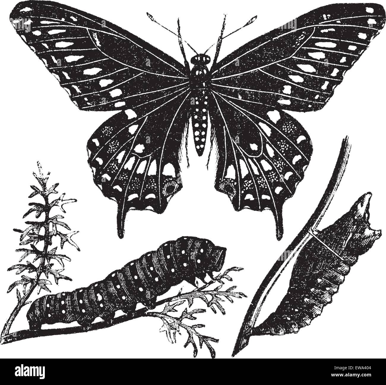 Black Swallowtail Butterfly Outline