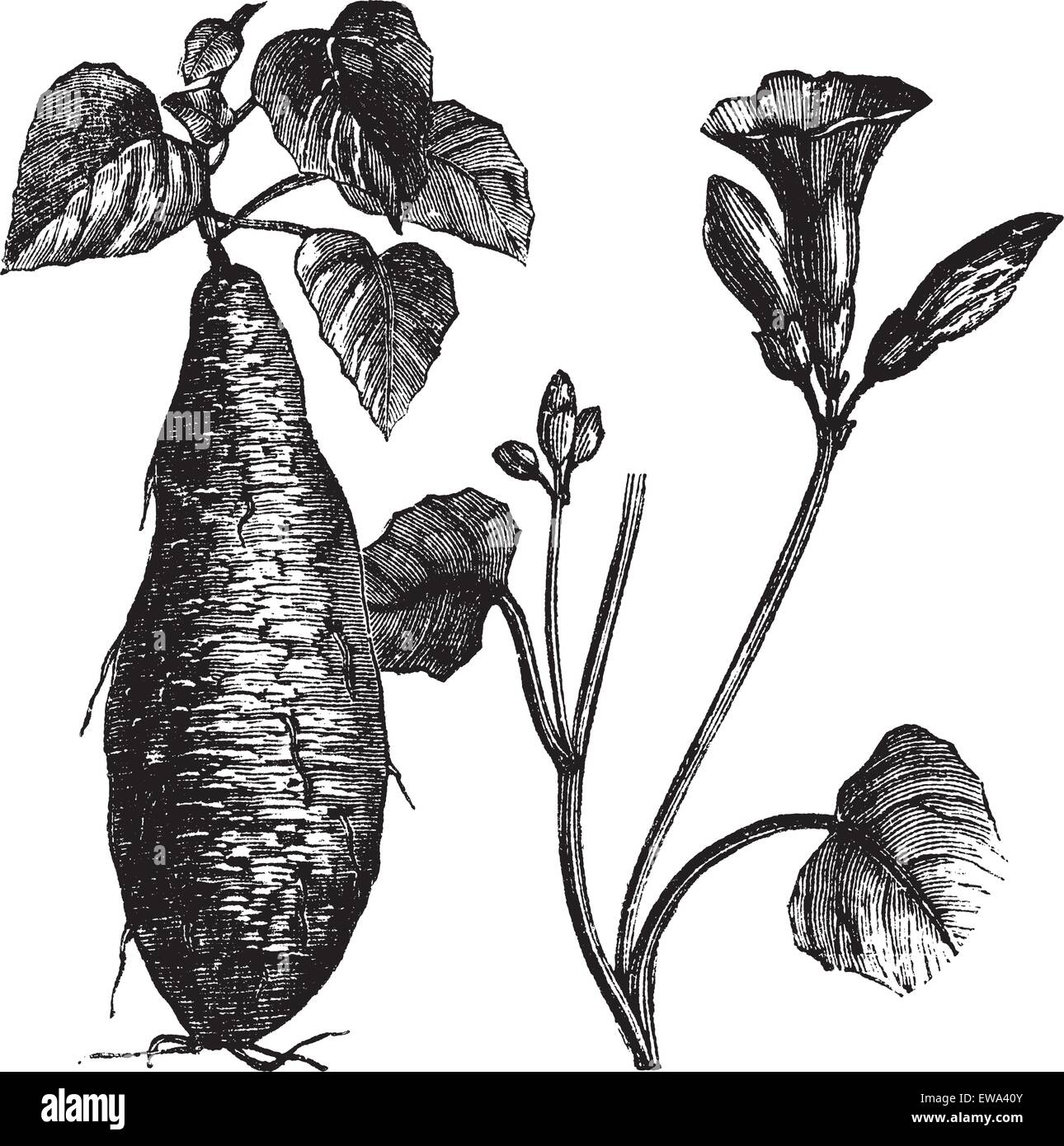 Sweet Potato Plant Clip Art