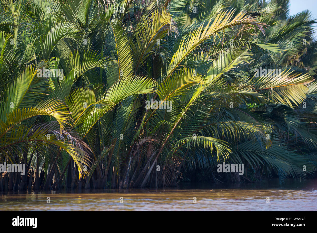 Nipa Palms High Resolution Stock Photography and Images - Alamy