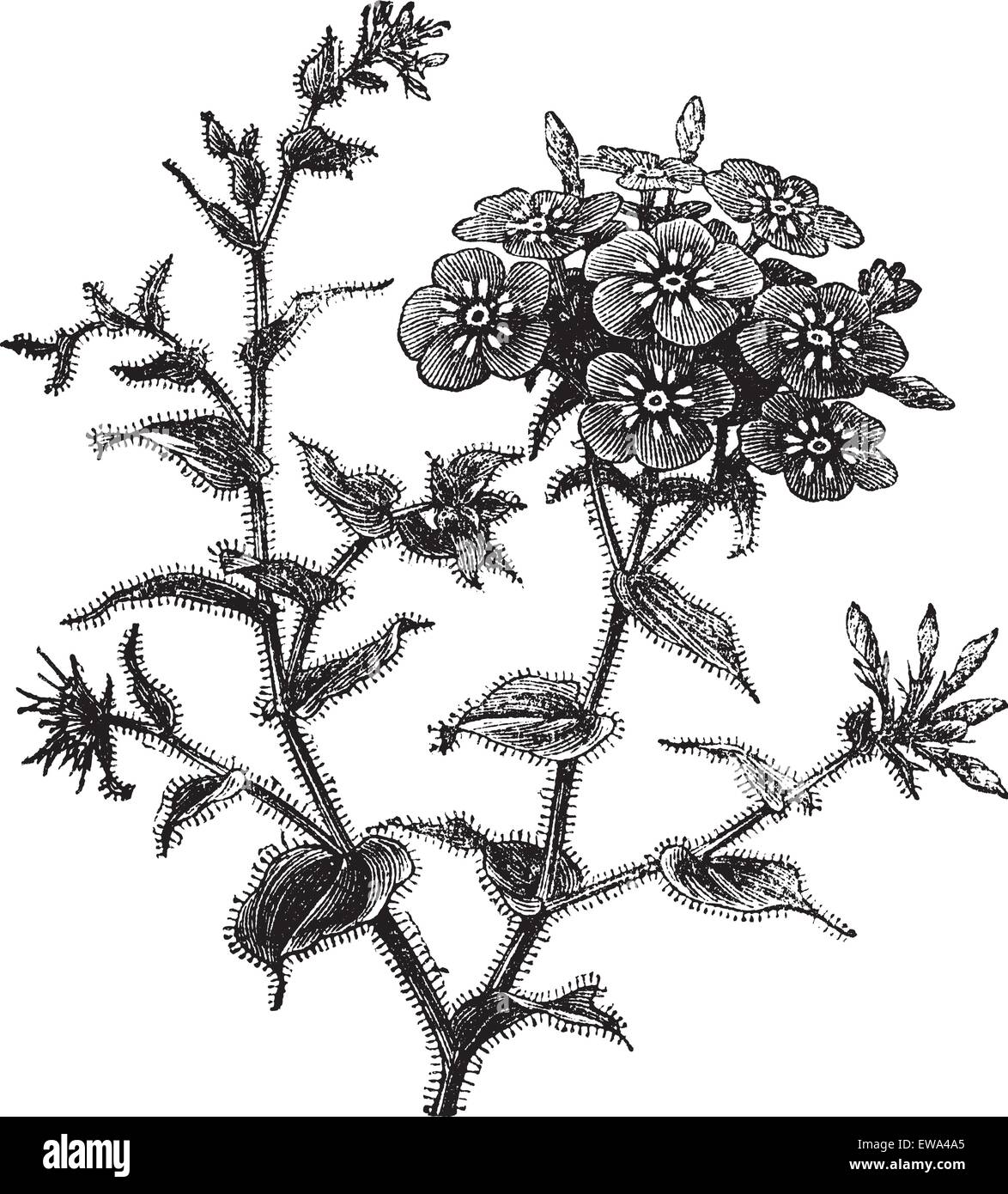 Drawing phlox hi-res stock photography and images - Alamy