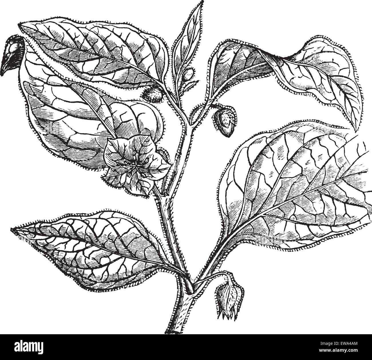 Uchuva Stock Vector Images - Alamy