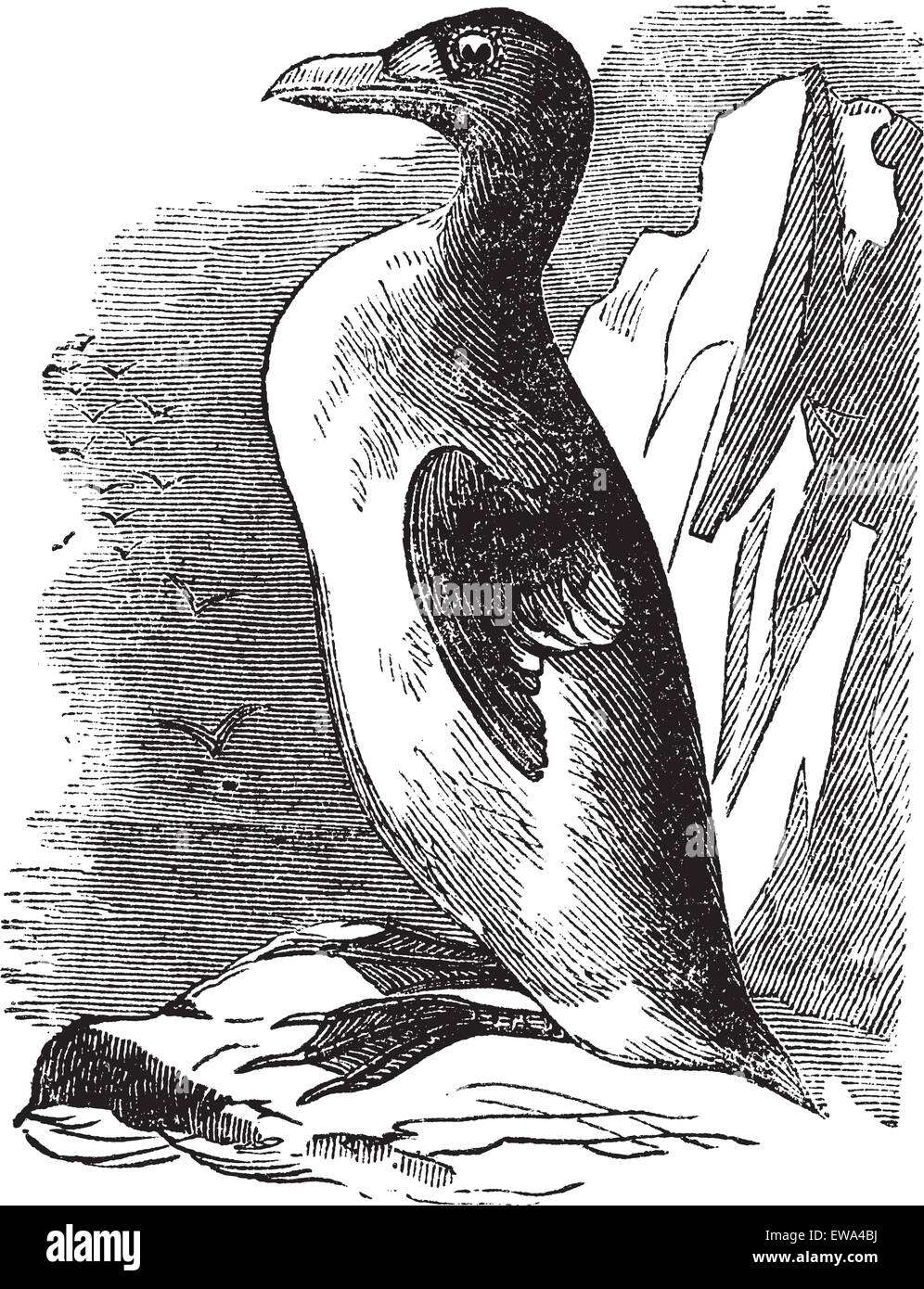 Great auk drawing Stock Vector Images - Alamy