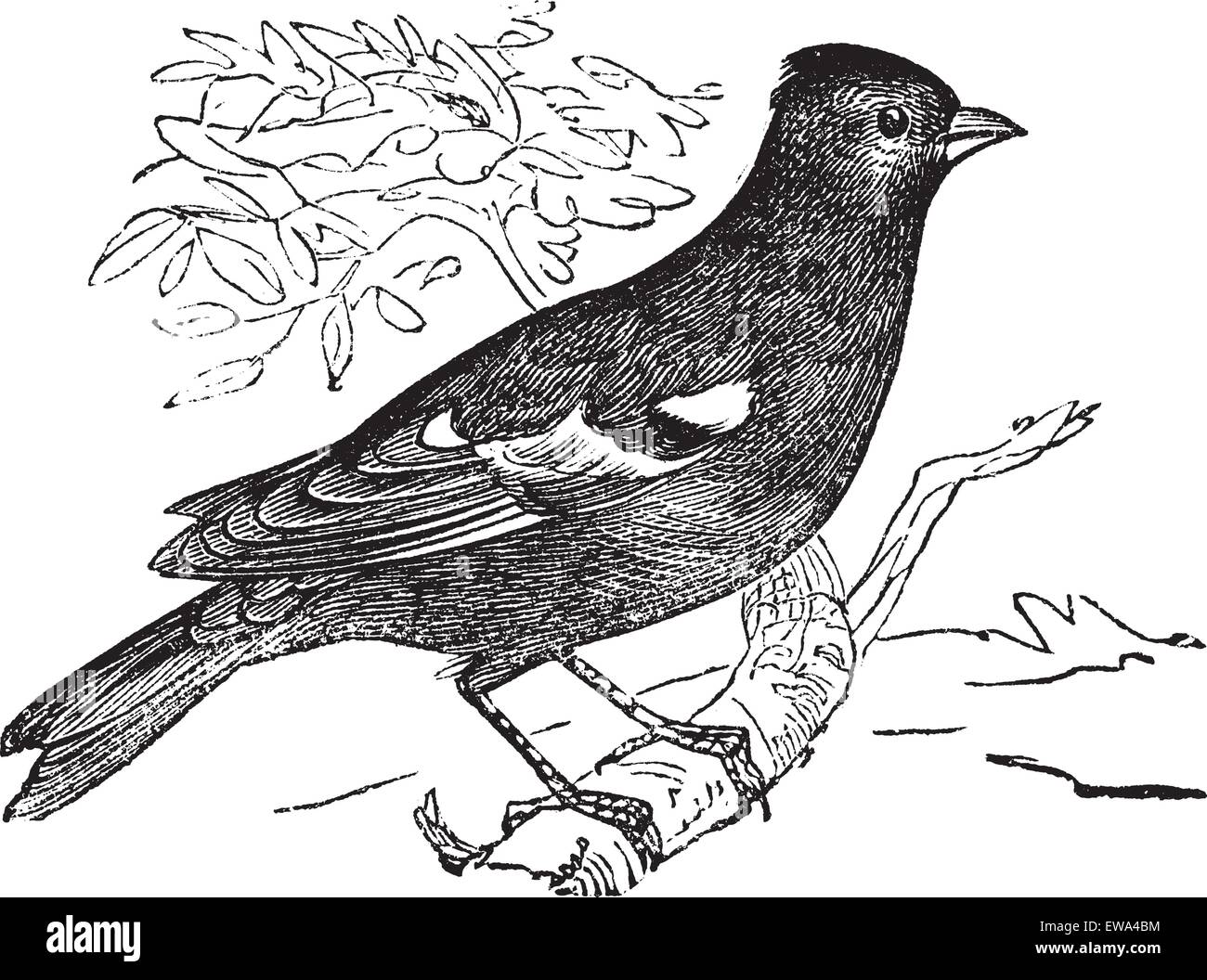 Ordinary bird Stock Vector Images - Alamy