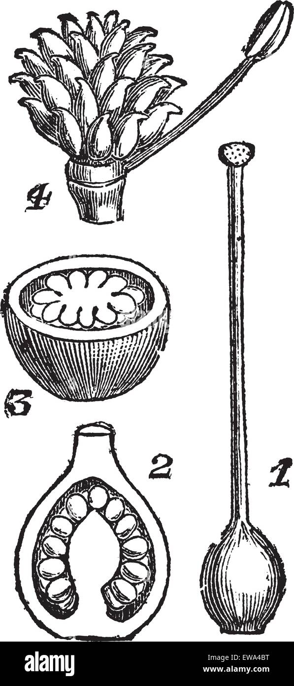 Syncarp Stock Vector Images - Alamy