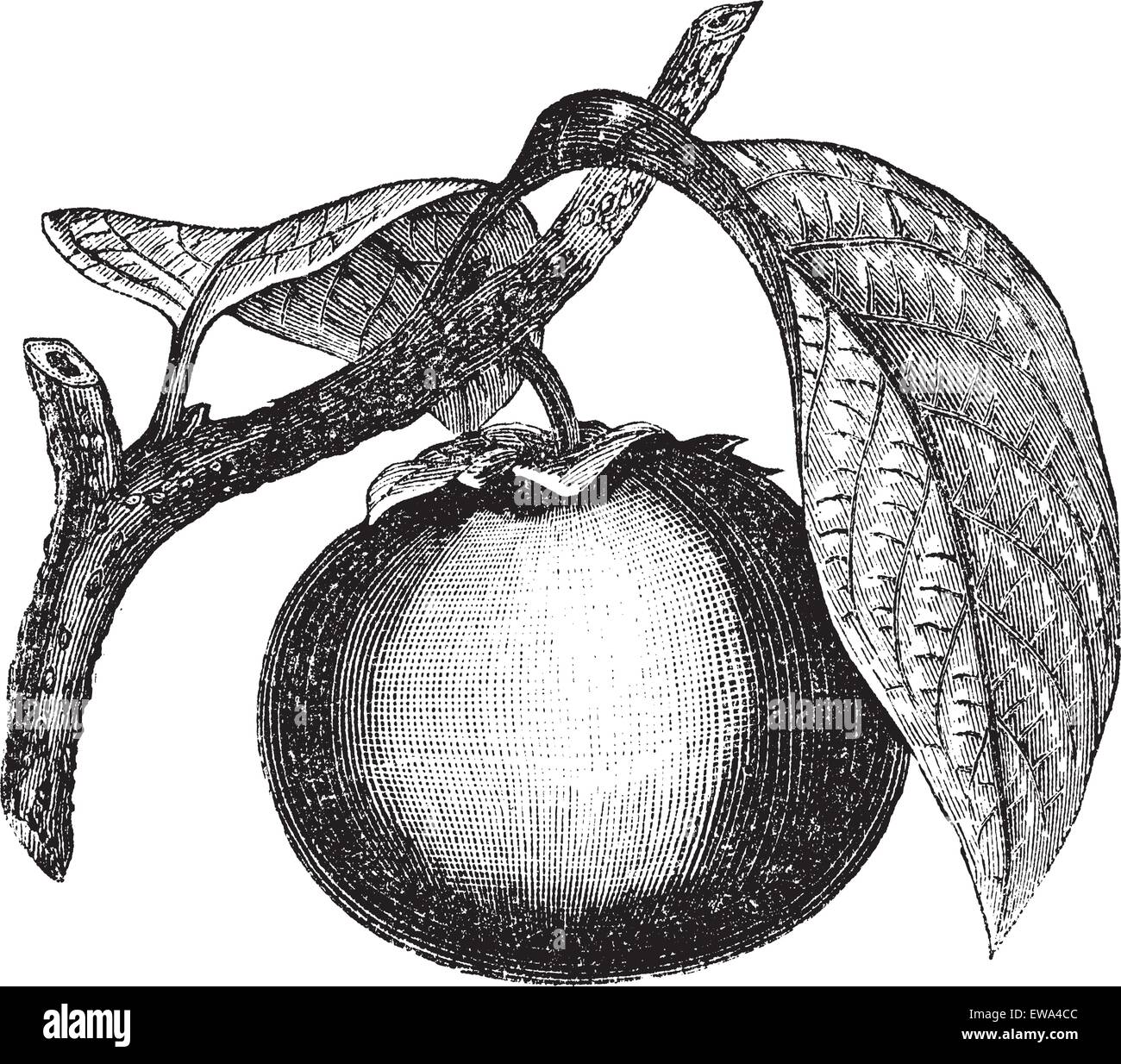 Kaki tree Stock Vector Images - Alamy