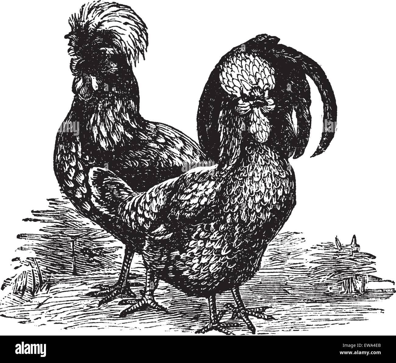 Male and female of Houdan (chicken), vintage engraving. Old engraved ...