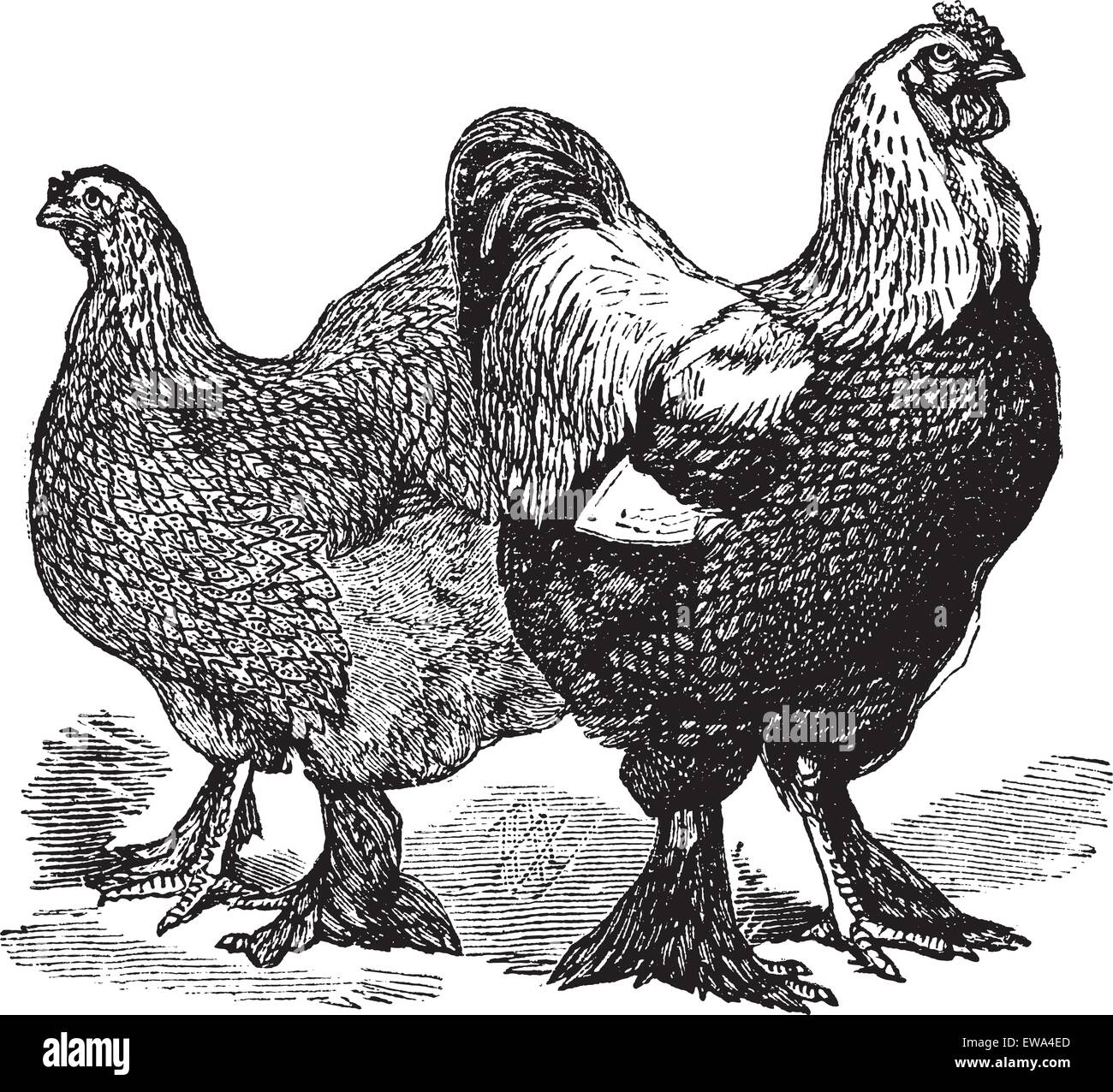 Male and female of Brahmas (chicken), vintage engraving. Old engraved ...