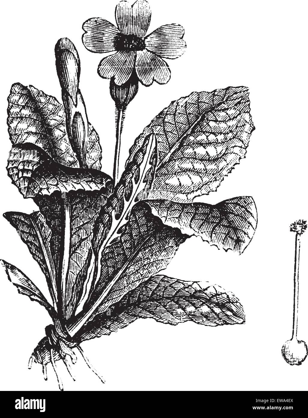 Primula veris Stock Vector Images - Alamy