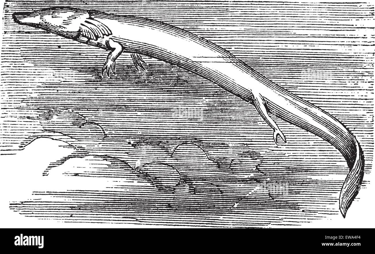 Proteus proteus anguinus Stock Vector Images - Alamy