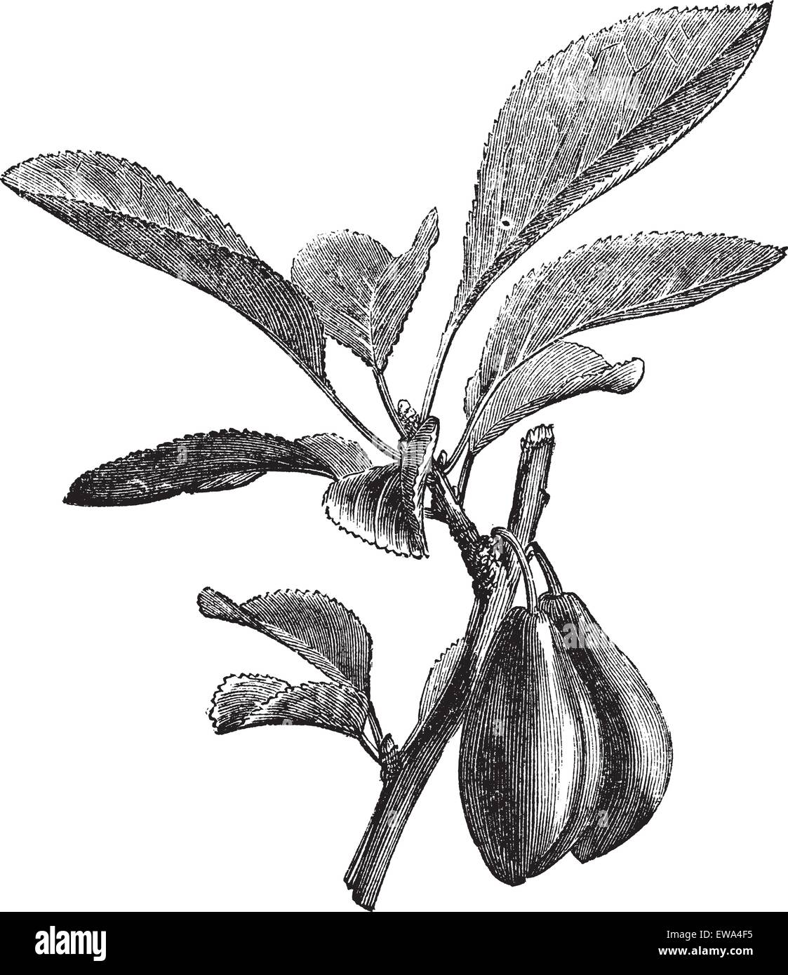 Damson or Prunus insititia or Damask plum, vintage engraving. Old ...