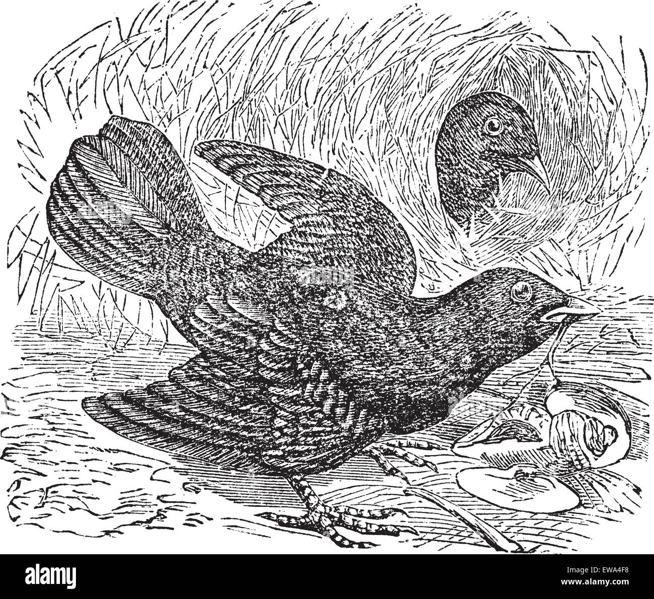 Bowerbird Stock Vector Images - Alamy