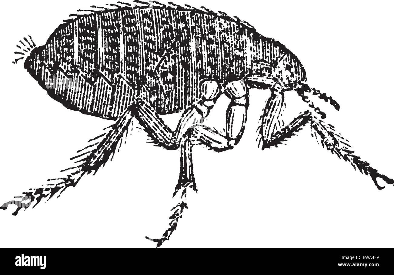 Human flea or Pulex irritans, vintage engraving. Old engraved ...