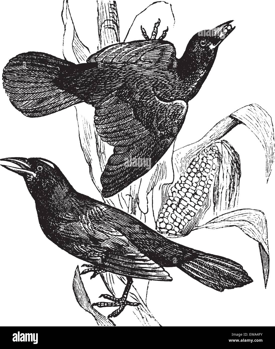 Purple grackle. (Quiscalus versicolor). - 1. Female. 2. Male, vintage ...