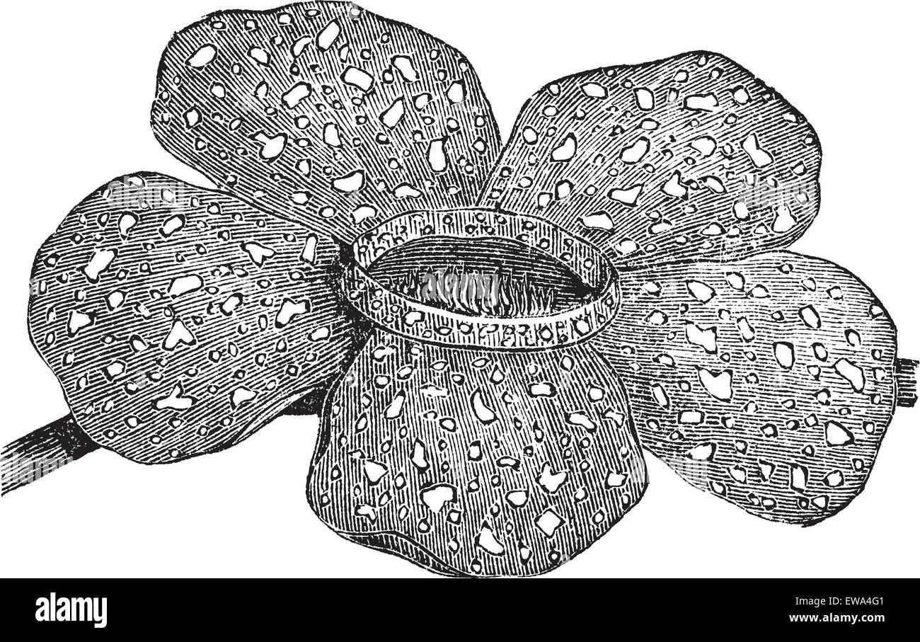 Rafflesia Drawing
