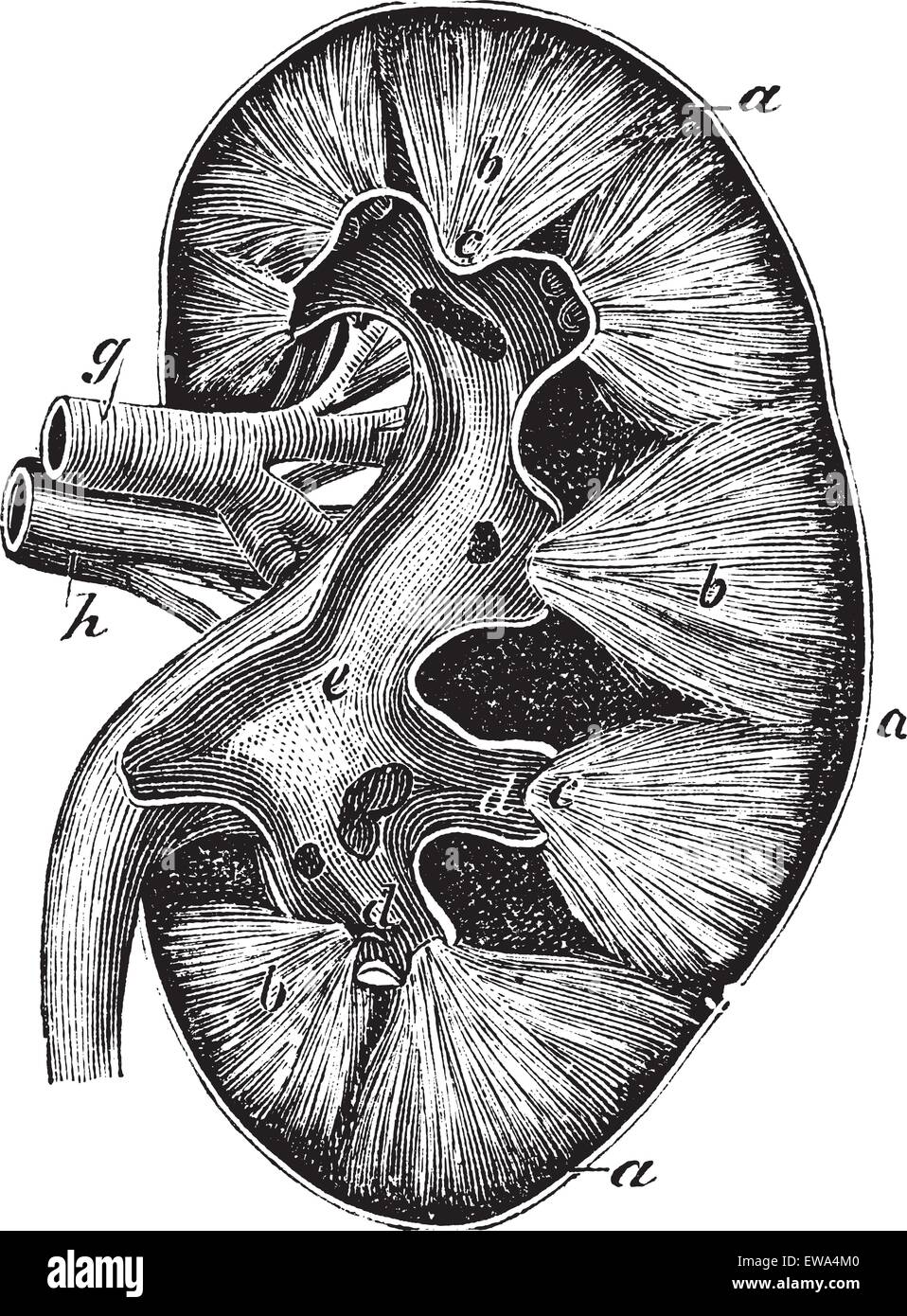 Human body organs diagram High Resolution Stock Photography and Images ...