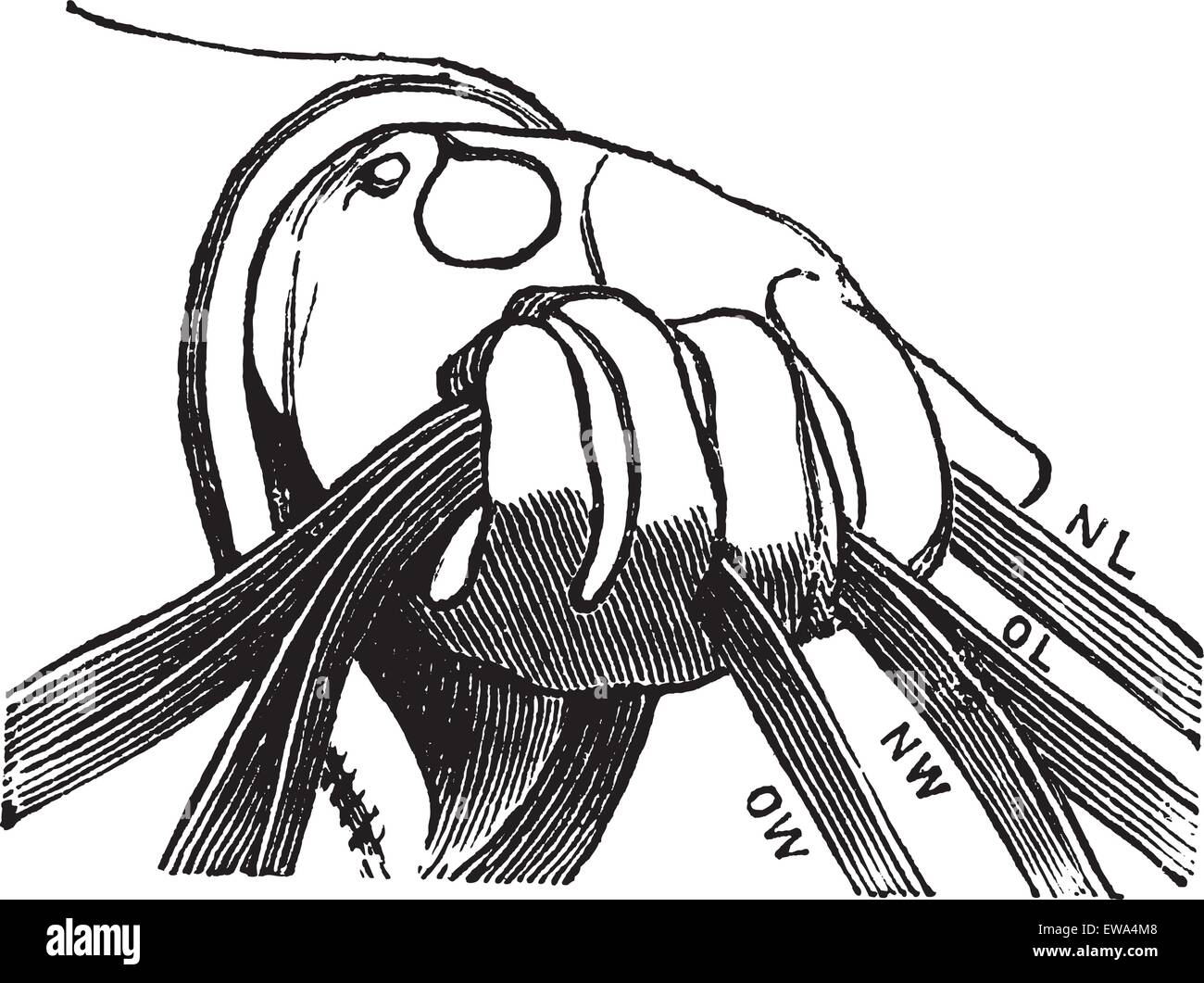 Horse bridle diagram hi-res stock photography and images - Alamy