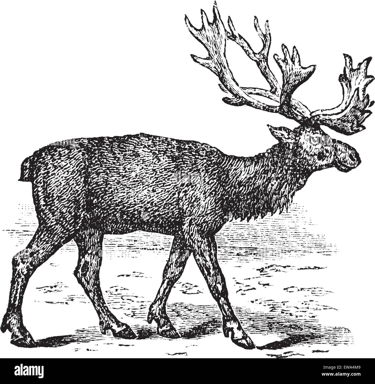 Caribou Drawing Simple