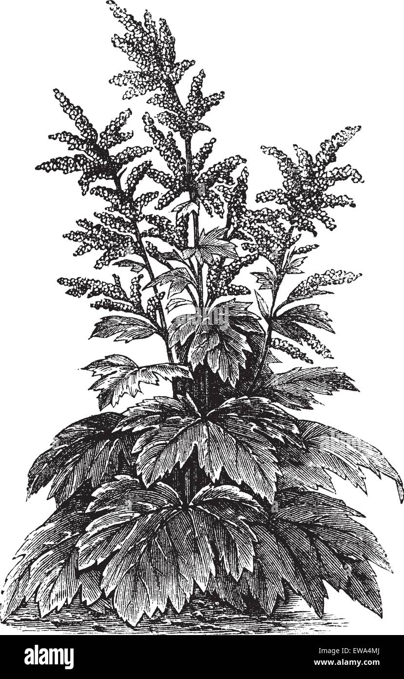 Old herbal engraving Stock Vector Images - Alamy