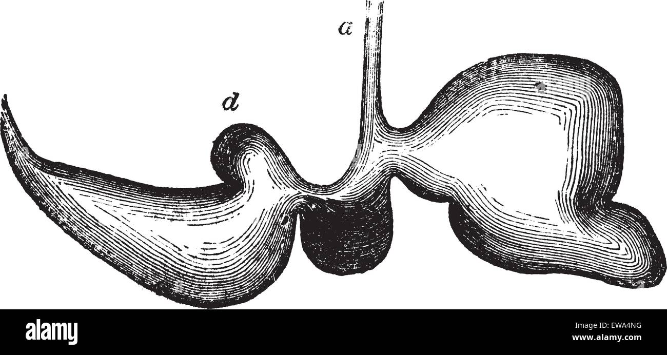 Sheep stomach hi-res stock photography and images - Alamy