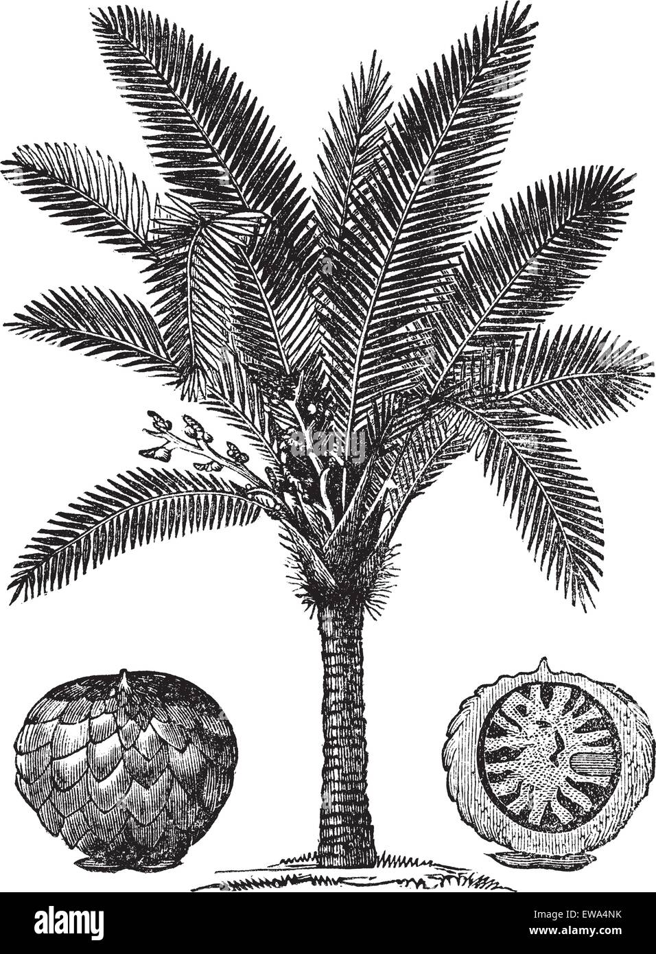 Metroxylon sagu Stock Vector Images - Alamy