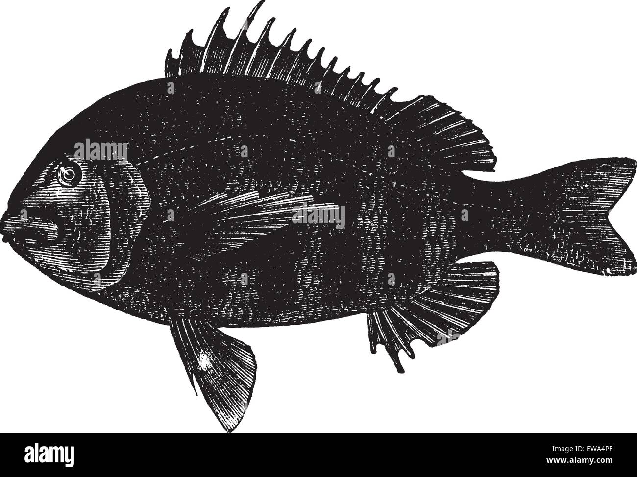 Sheepshead fish hi-res stock photography and images - Alamy