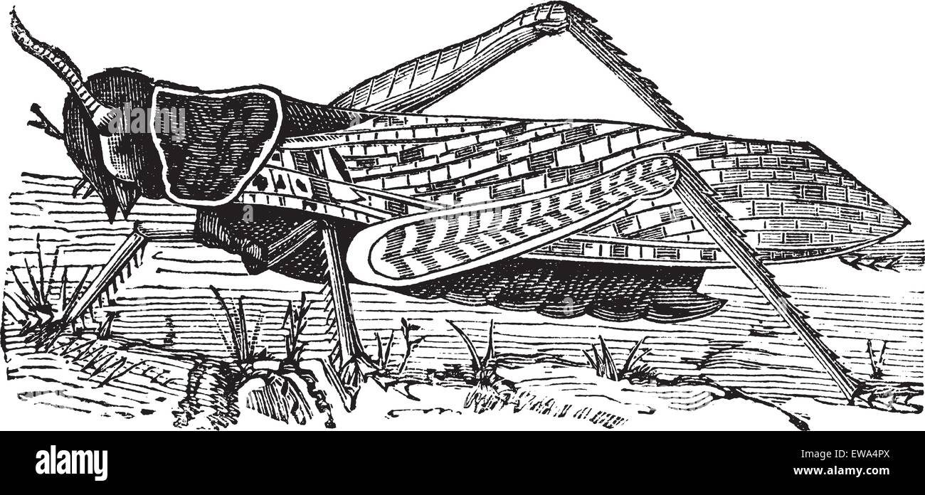 Migratory locust Stock Vector Images - Alamy