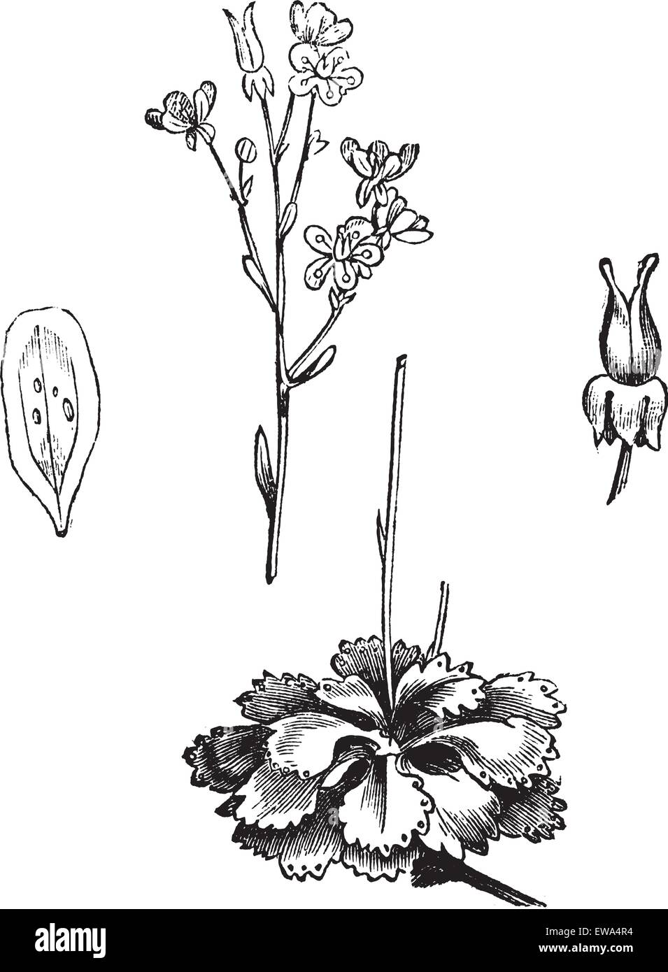 Shadow Saxifrage (Saxifraga umbrosa), vintage engraved illustration ...