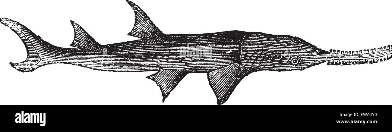 Saw common (Pristis antiquorum), vintage engraved illustration ...