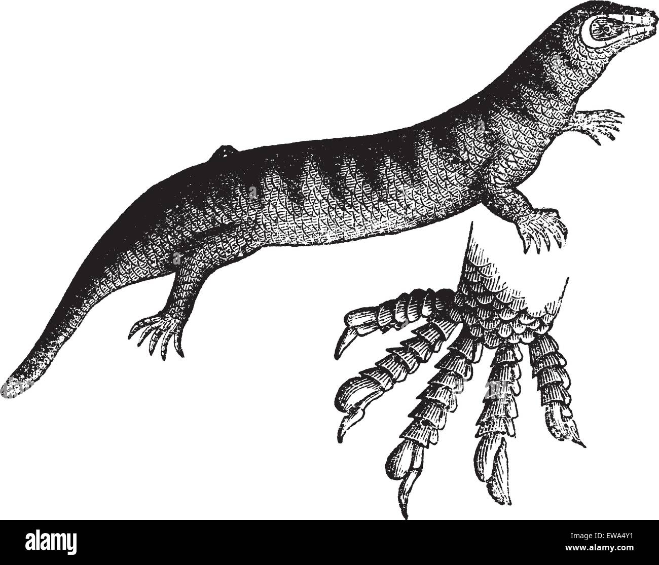 Striped skink Stock Vector Images - Alamy