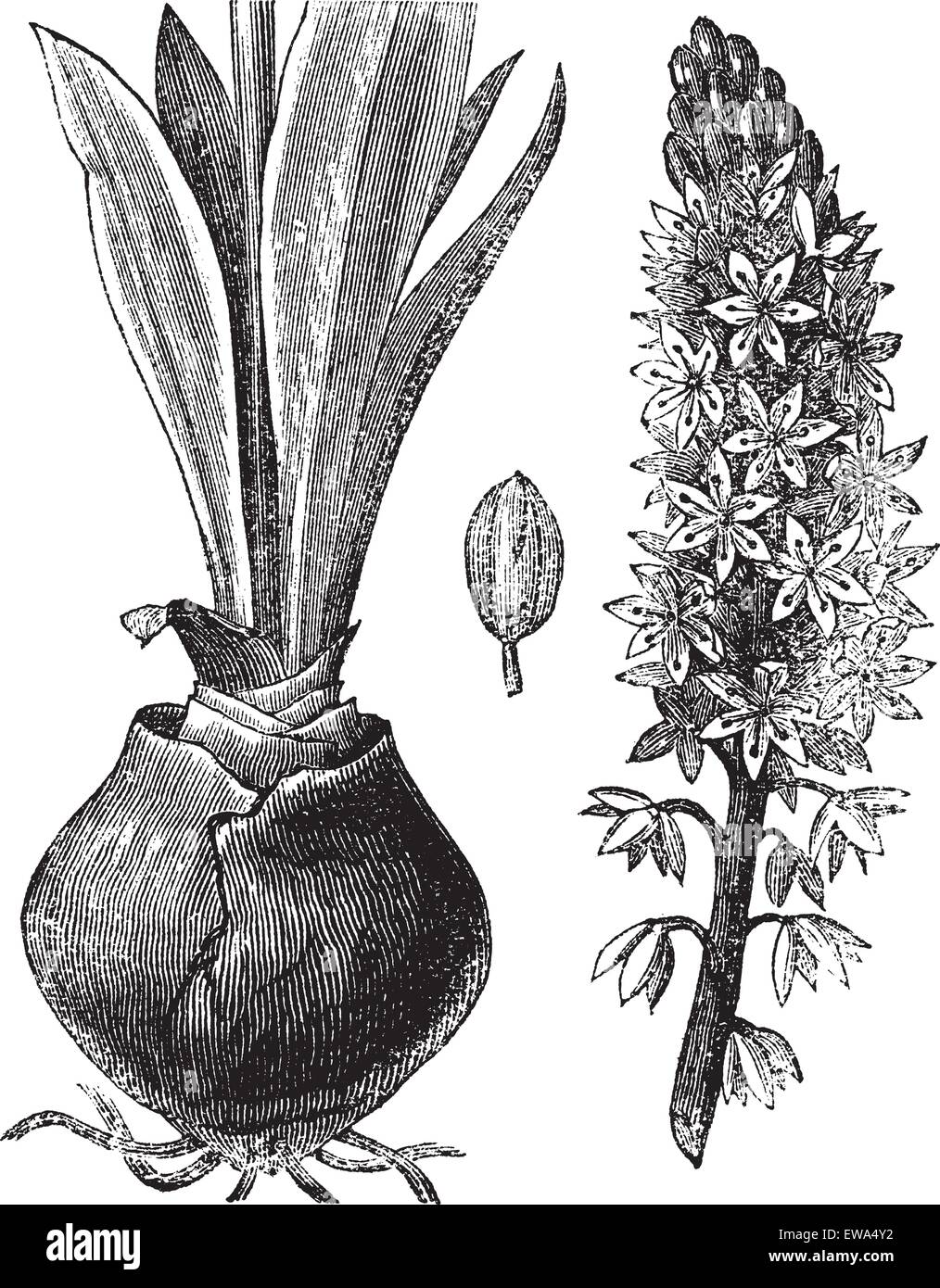 Sea squill urginea maritima Stock Vector Images - Alamy