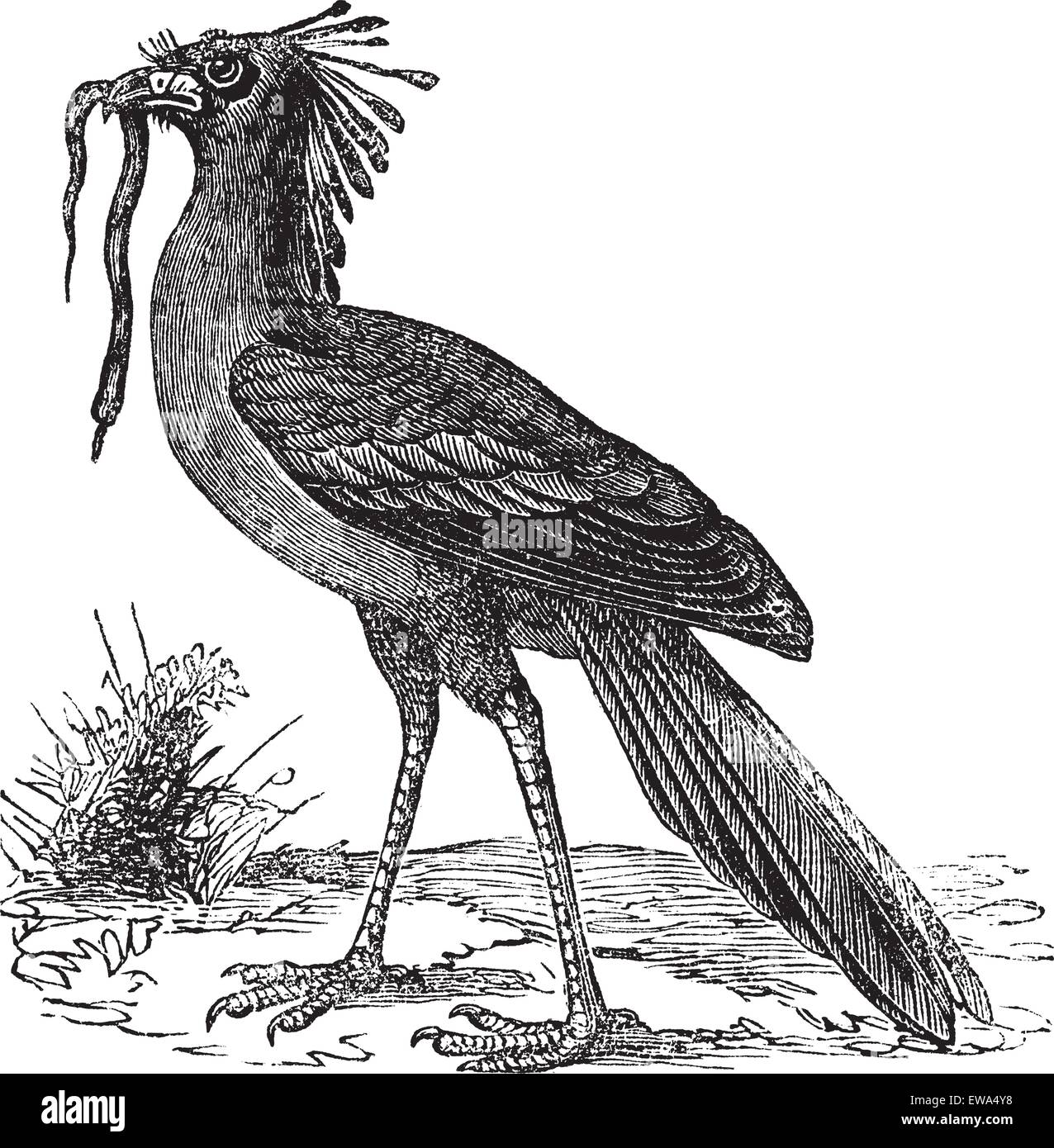 Secretary bird picture Stock Vector Images - Alamy