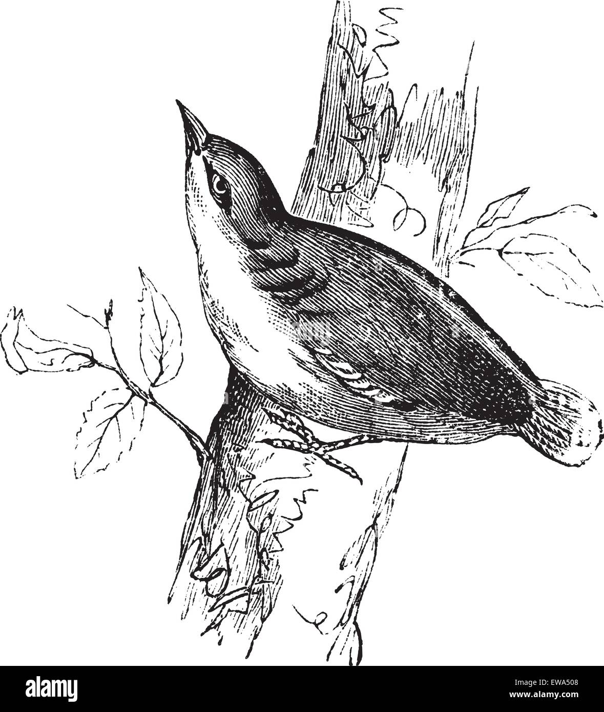 Nuthatch Stock Vector Images - Alamy