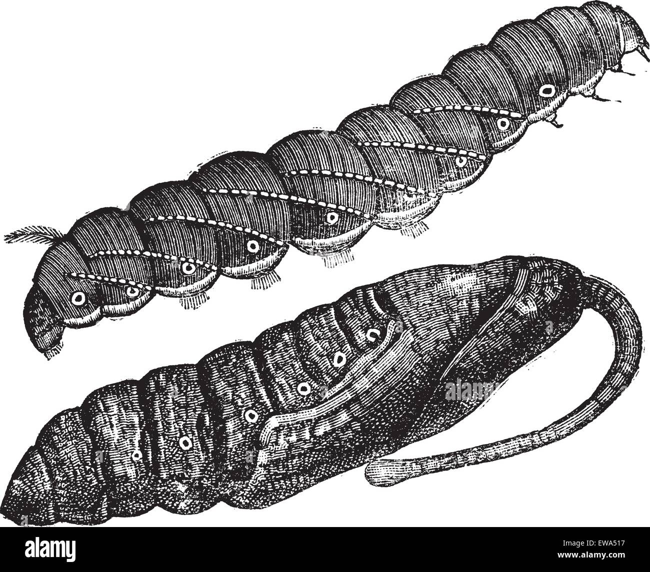 Sphinx hawk moth caterpillar Stock Vector Images - Alamy