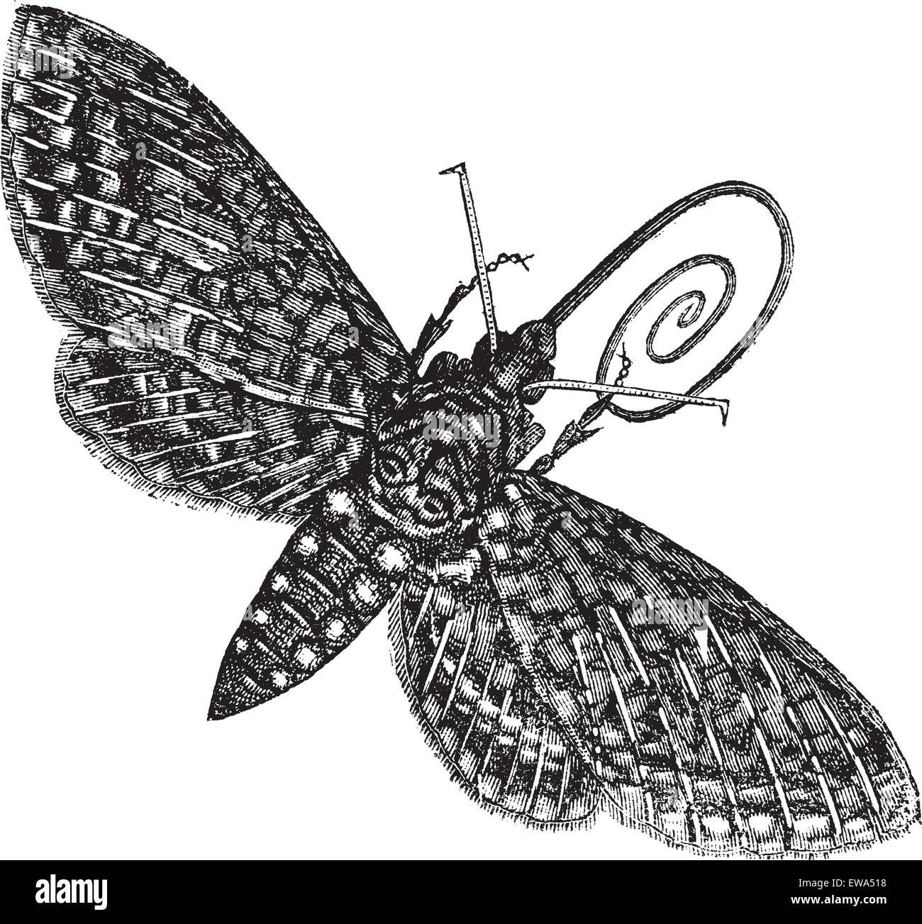 Sphinx moth Stock Vector Images - Alamy
