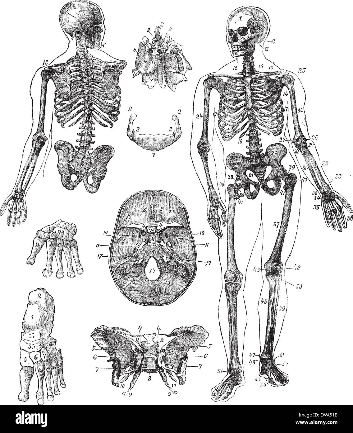 Ancient human skeleton High Resolution Stock Photography and Images - Alamy