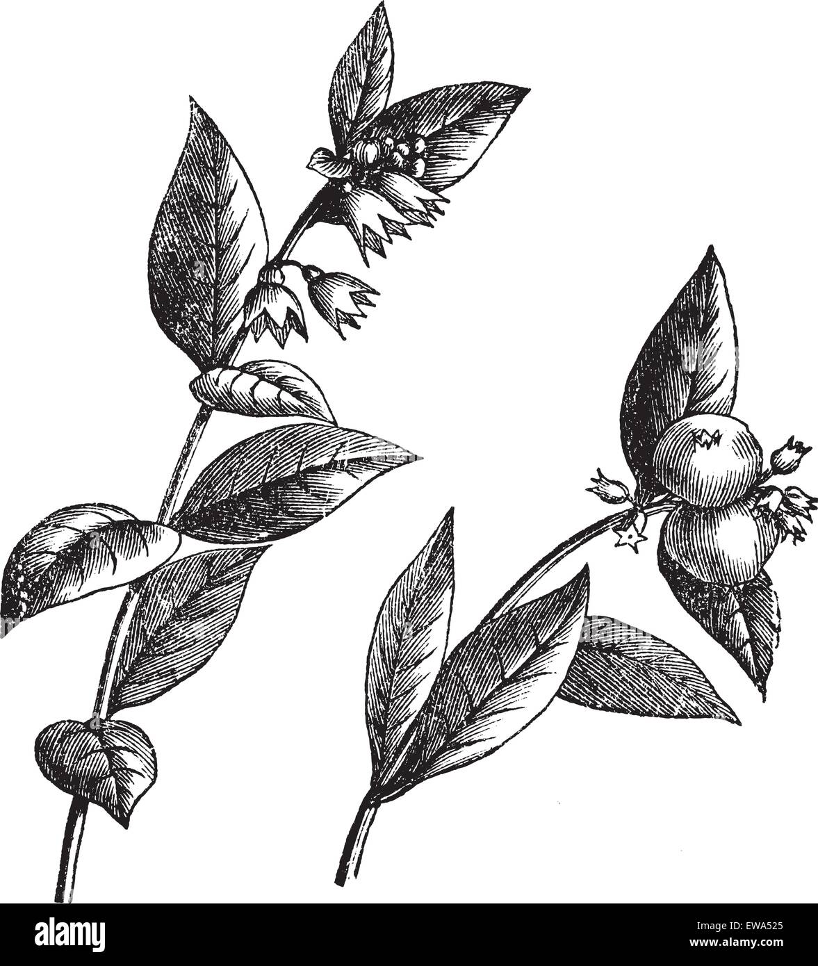 Ghostberry Stock Vector Images - Alamy