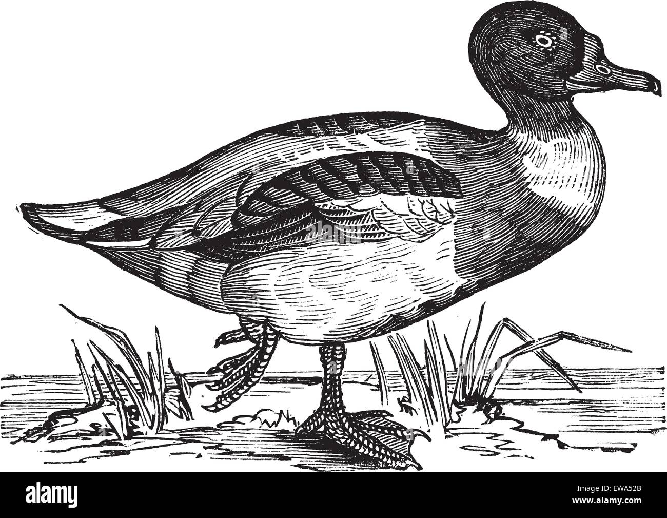 Black and white shelduck Stock Vector Images - Alamy