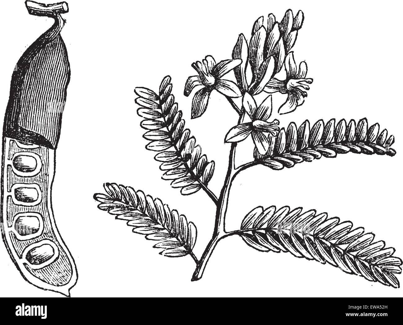 Tamarind (Tamarindus indica), vintage engraved illustration. tamarind ...