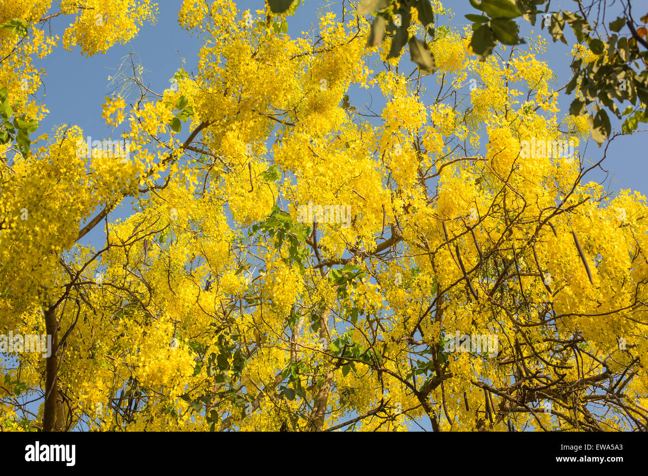 Yellow Flowers of Golden Shower Tree in summer Stock Photo - Alamy
