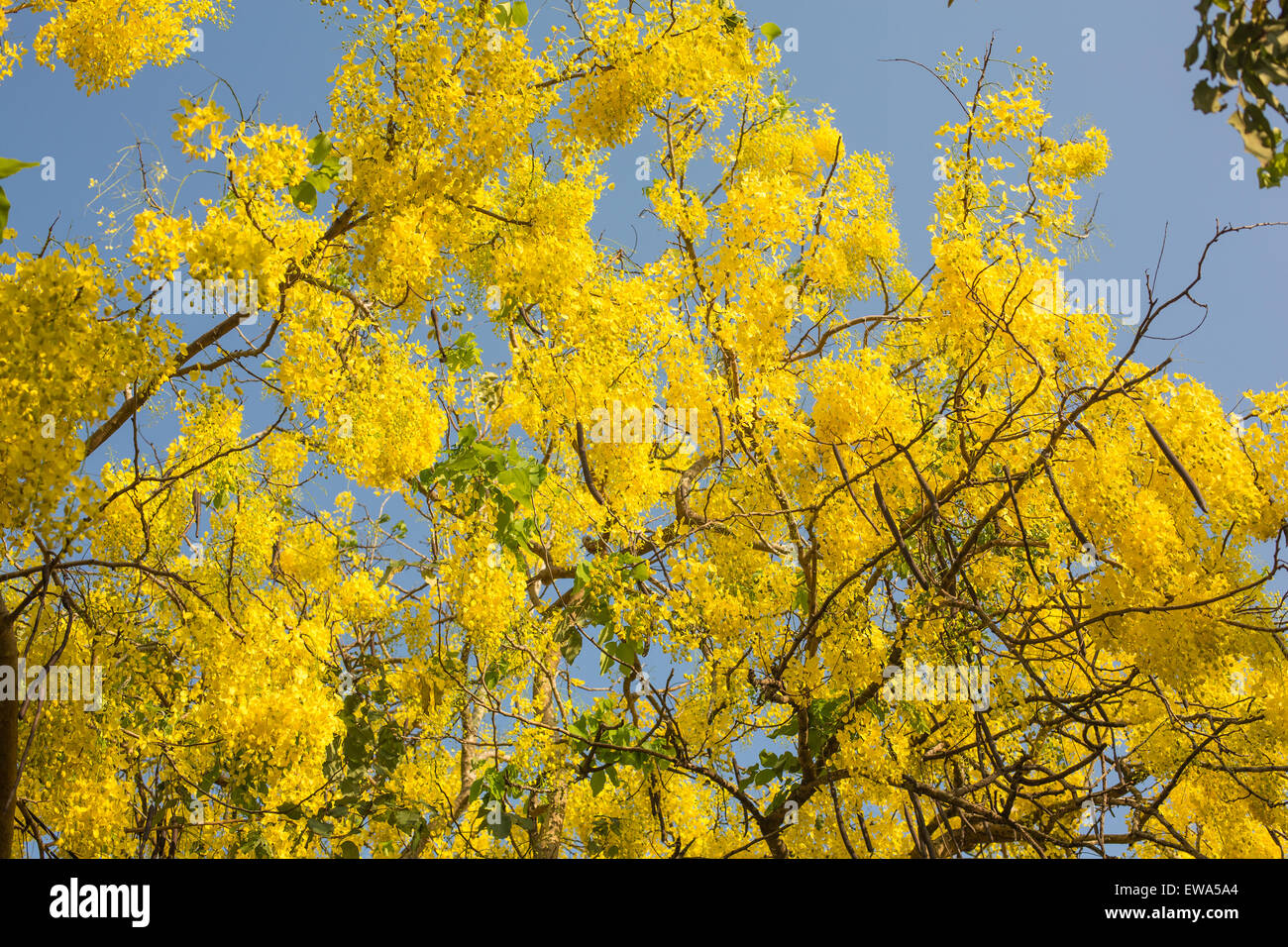 Golden shower pods hi-res stock photography and images - Alamy