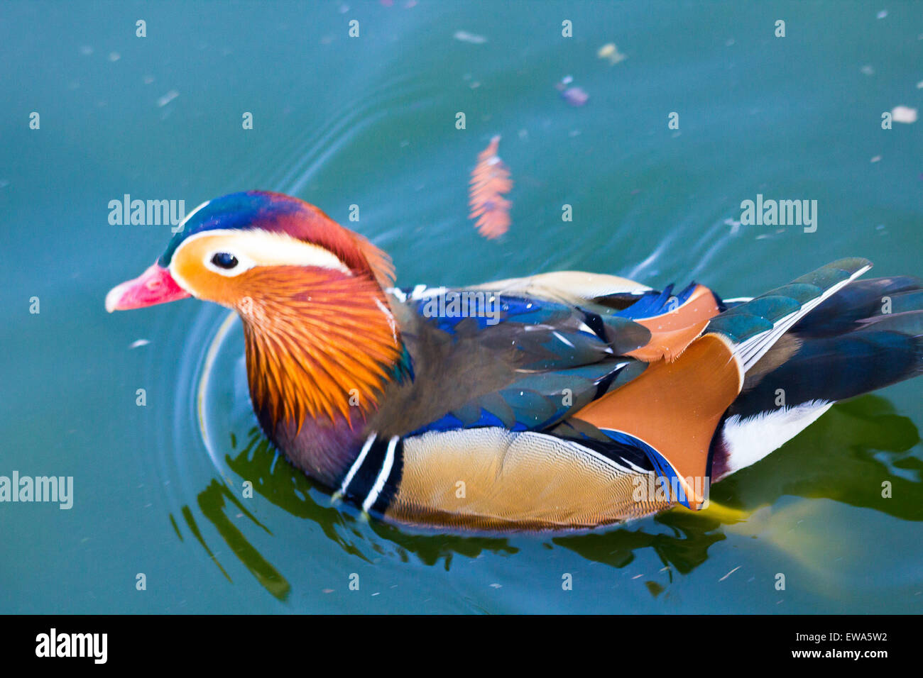 Mandarin Duck (Aix galericulata Stock Photo - Alamy