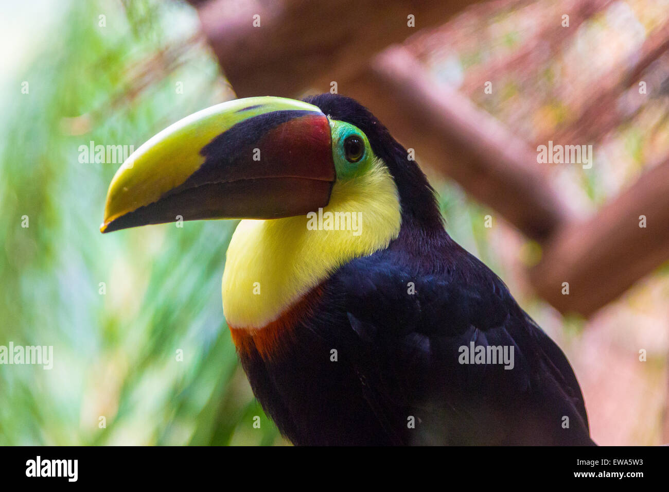 Amazon Ramphastos Toco Stock Photos & Amazon Ramphastos Toco Stock ...
