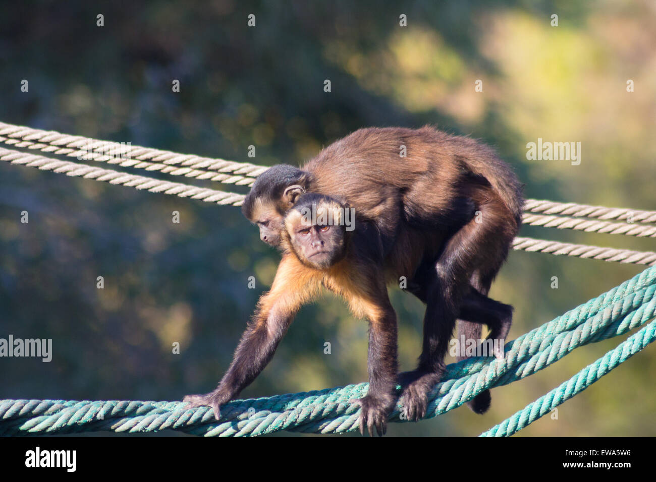 Tufted brown capuchin monkey on hi-res stock photography and images - Alamy