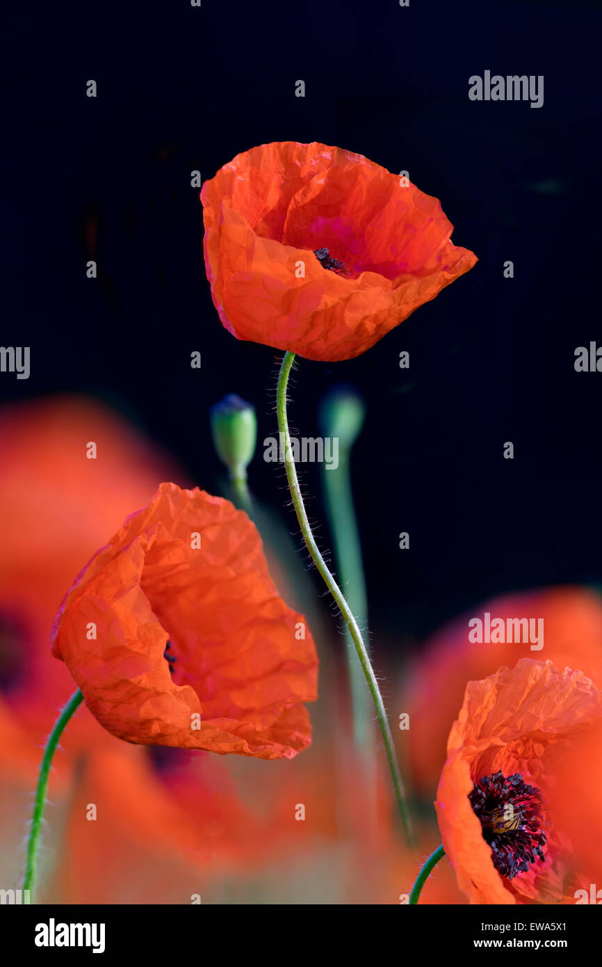 Poppies on the forest background in the morning Stock Photo - Alamy
